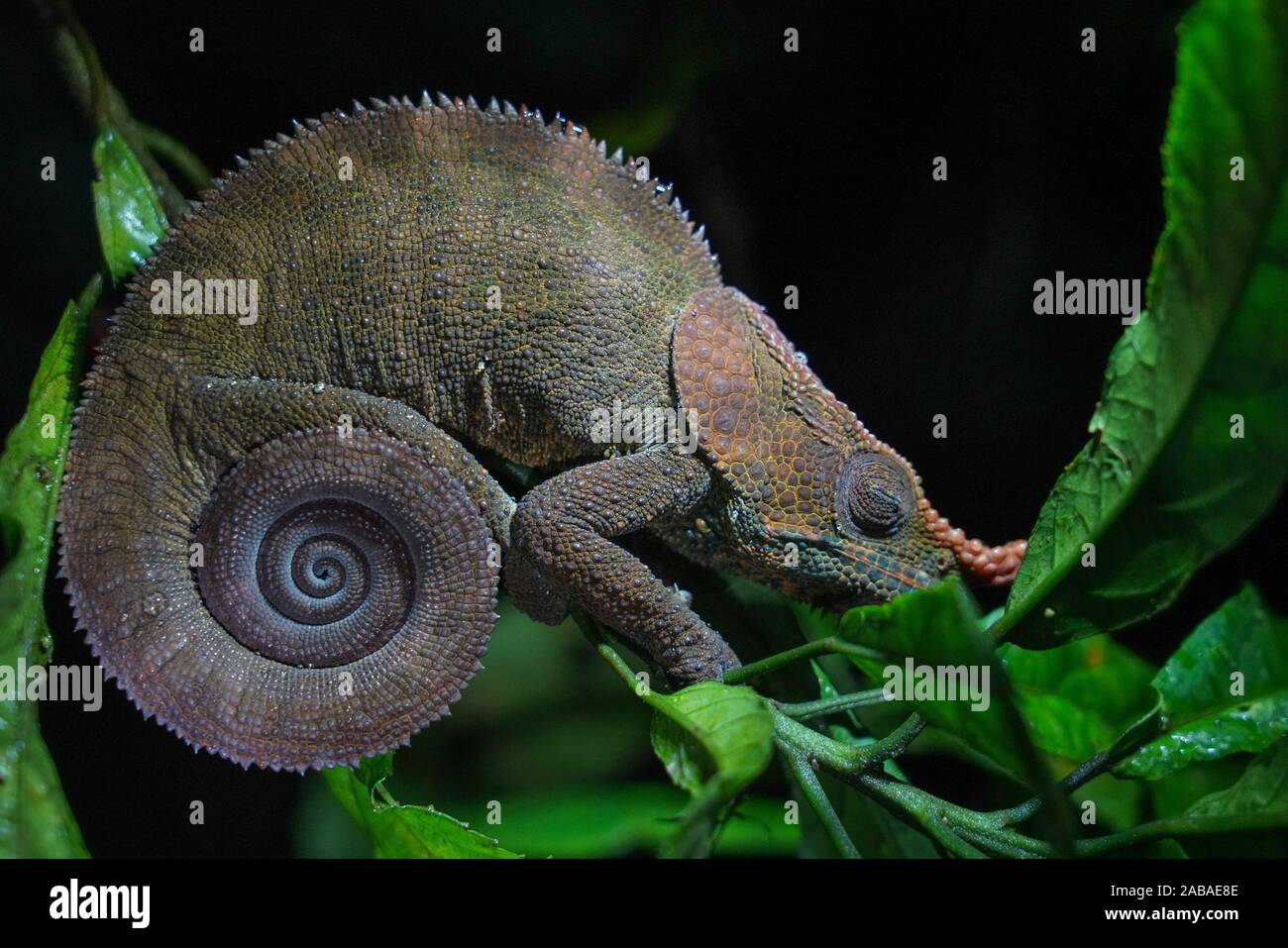 Big nose chameleon hi-res stock photography and images - Alamy