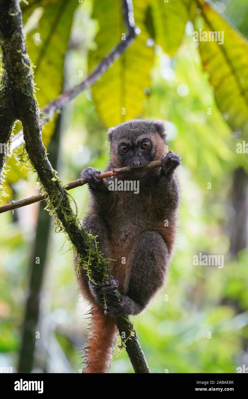 Gray gentle lemur hi-res stock photography and images - Alamy