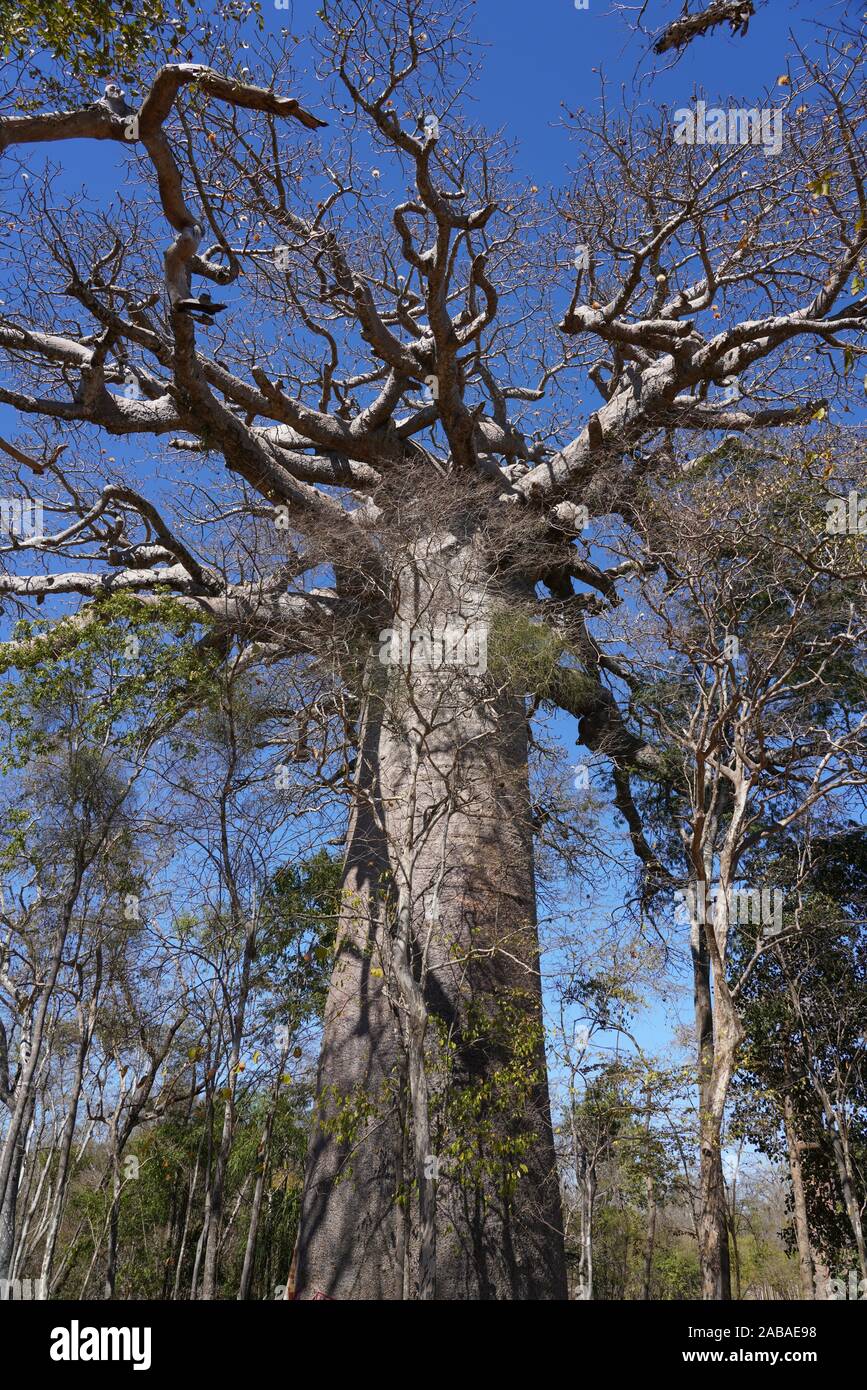 Kirindy hi-res stock photography and images - Alamy