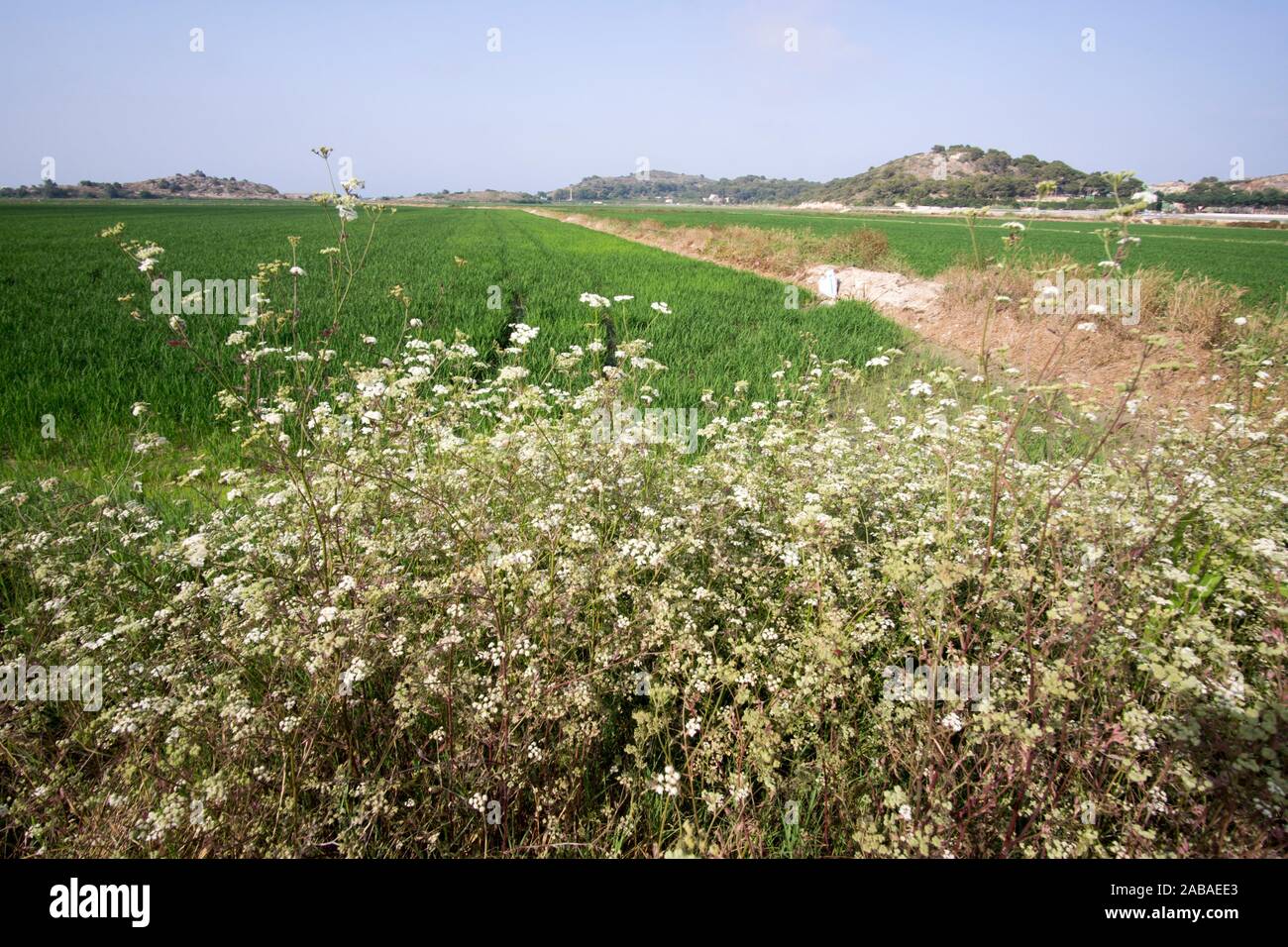 Valencia Rice Field High Resolution Stock Photography and Images - Alamy