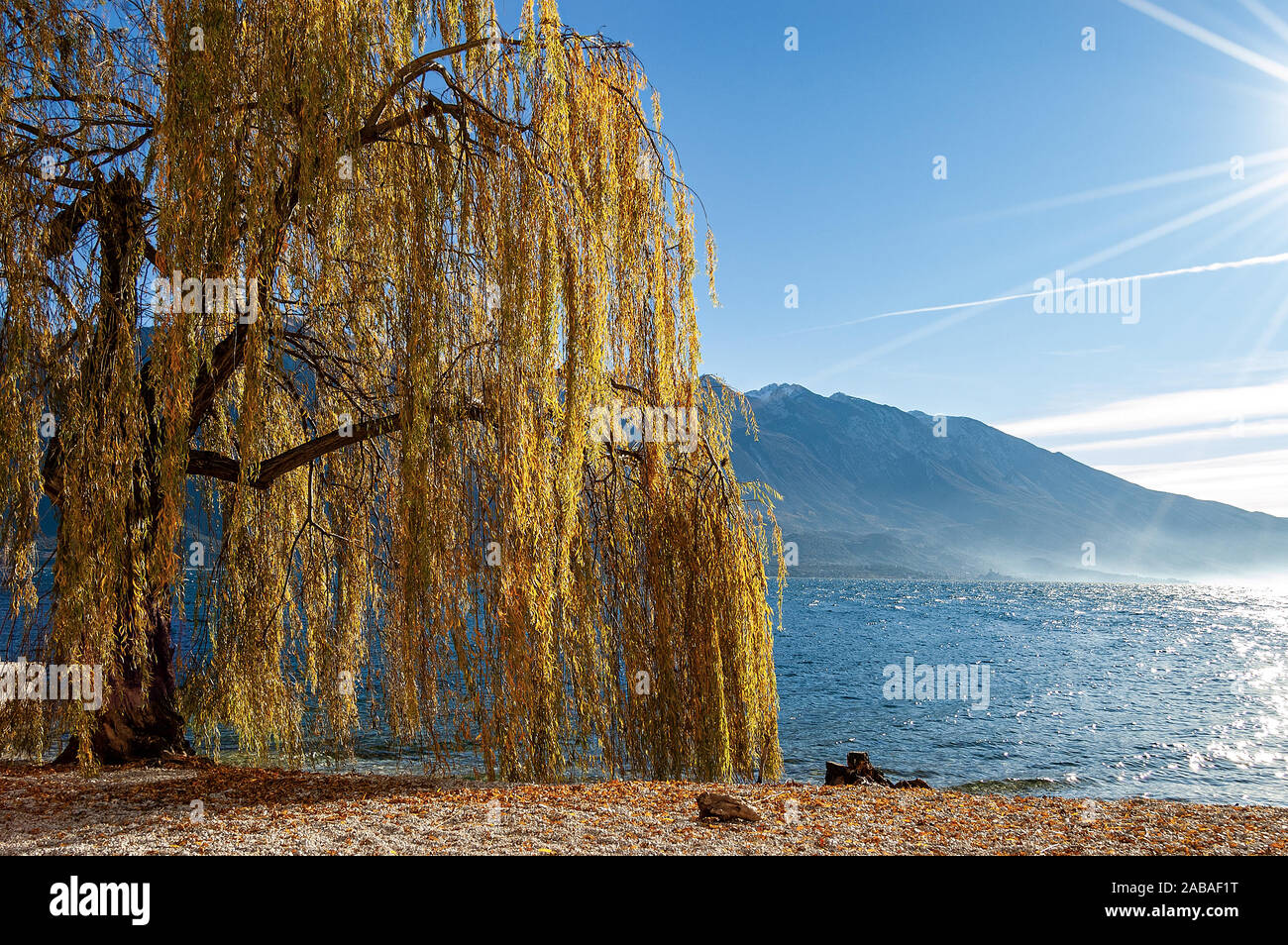 Yellow and orange weeping willow tree (Salix babylonica) in winter ...