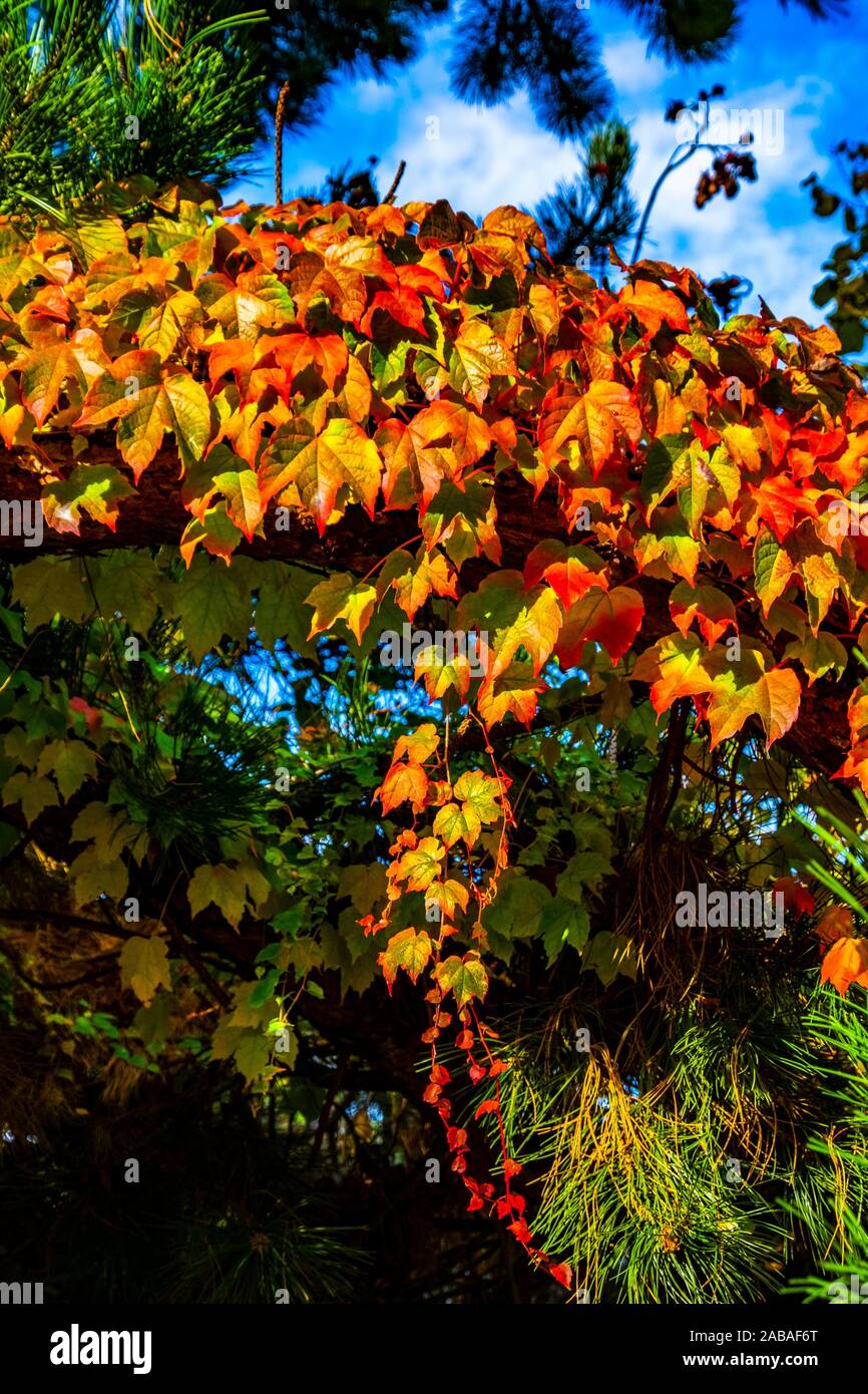 Autumn colors in German nature with flaming red ivy climbing up green ...