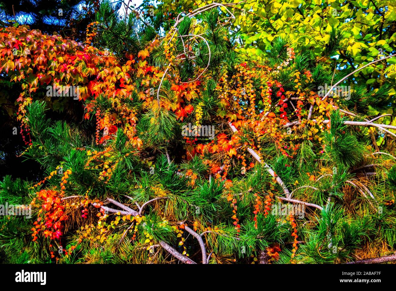 Autumn colors in German nature with flaming red ivy climbing up green ...
