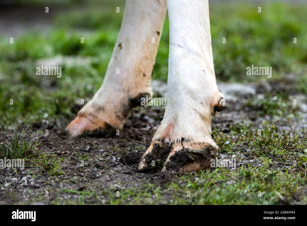 Cows feet hi-res stock photography and images - Alamy