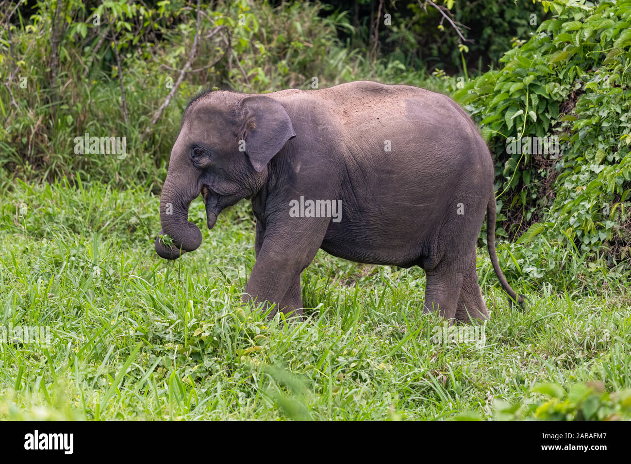 Thai wild elephant using trunk to grab a clump of grass to eat Stock ...