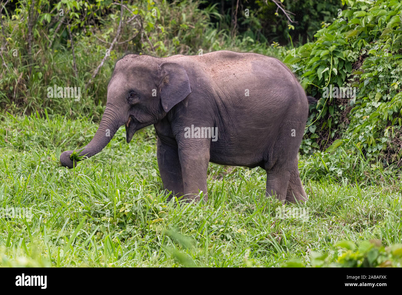 Thai wild elephant using trunk to grab a clump of grass to eat Stock ...