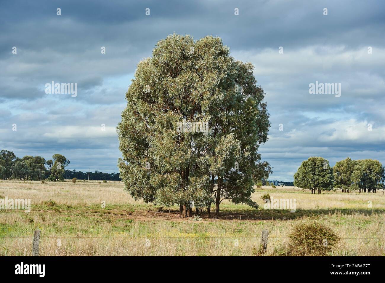 Gum trees eucalyptus hi-res stock photography and images - Alamy