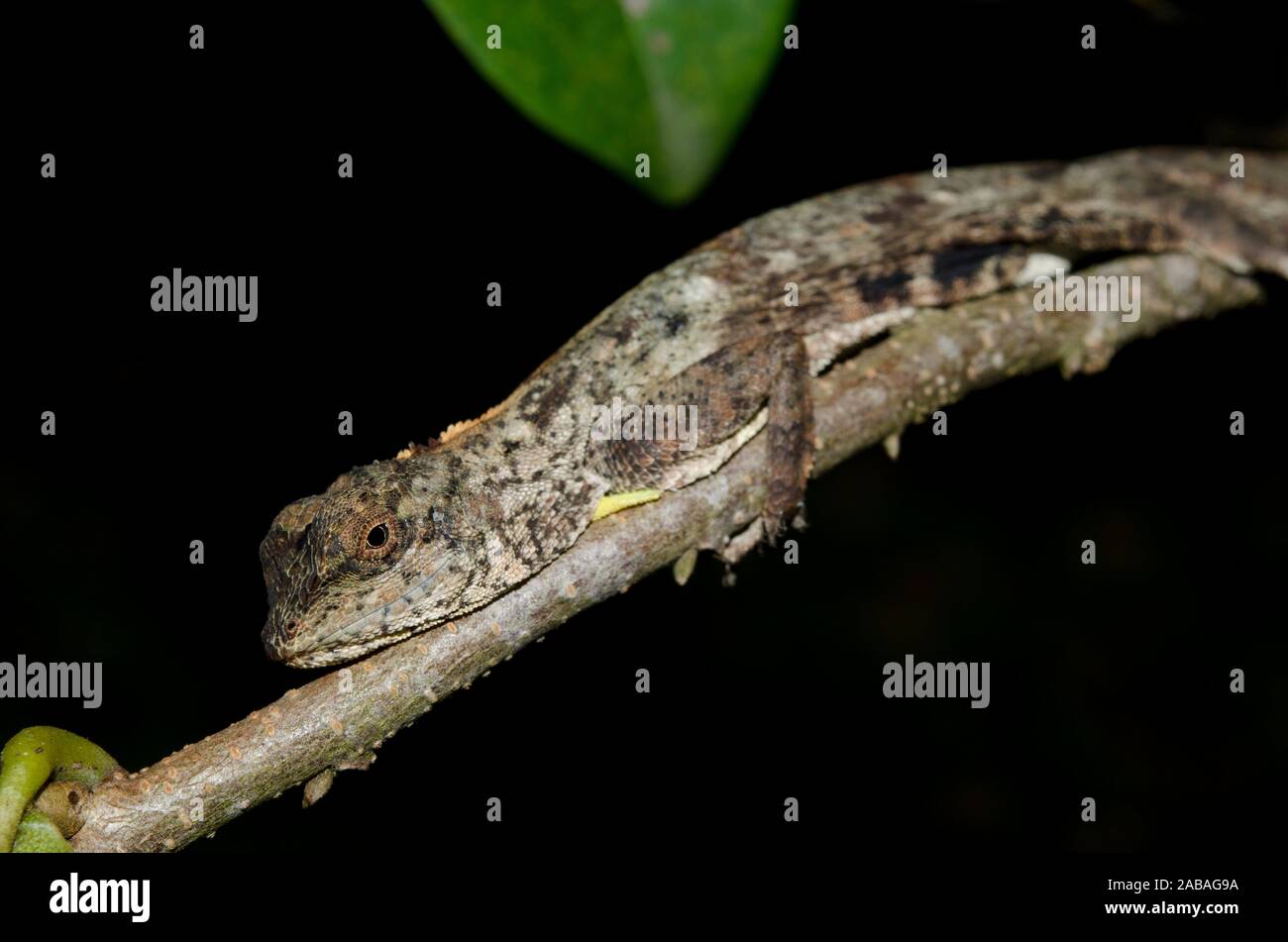 Draco Volans High Resolution Stock Photography and Images - Alamy