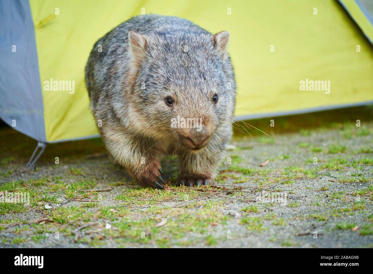 Australia wombat spring hi-res stock photography and images - Alamy