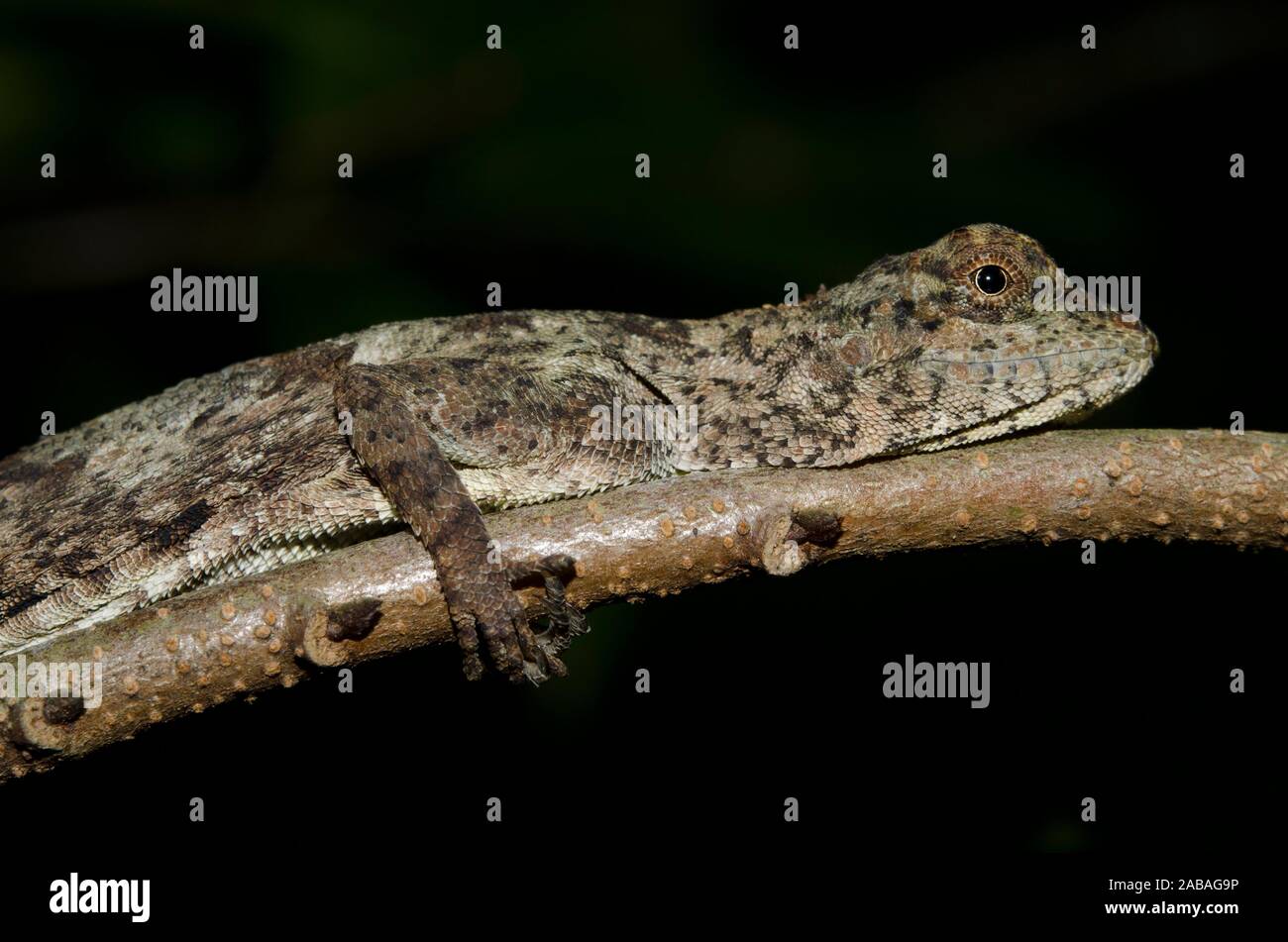 Agamidae of asia High Resolution Stock Photography and Images - Alamy