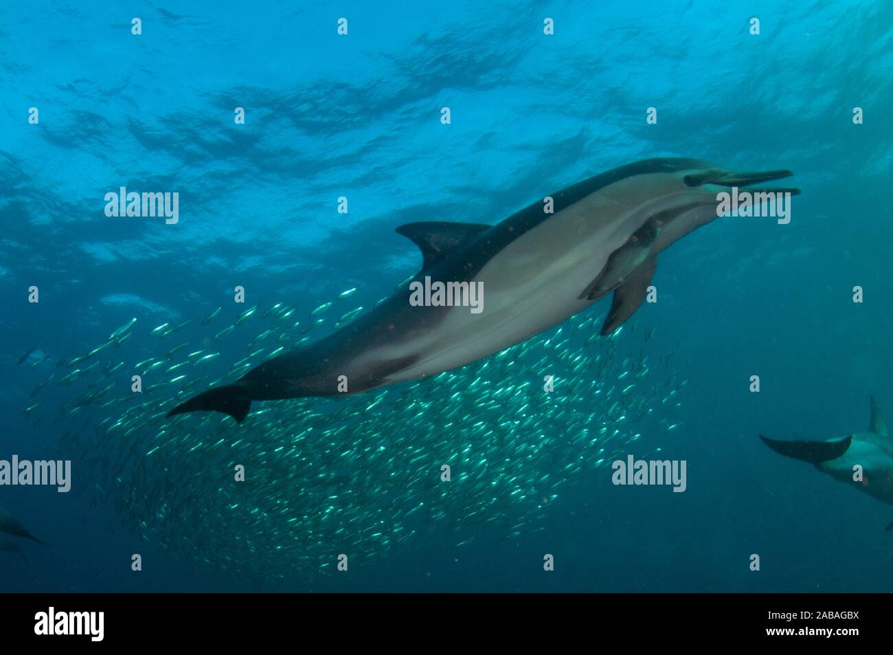 Dolphin Eating Fish High Resolution Stock Photography and Images - Alamy