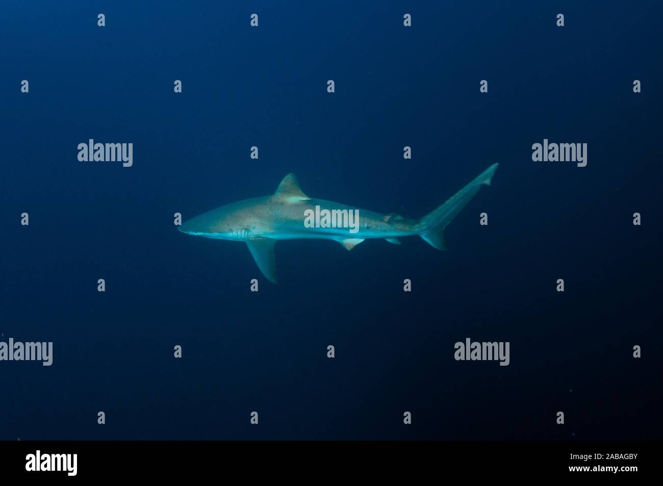 Carcharhinus brachyurus sardine hi-res stock photography and images - Alamy