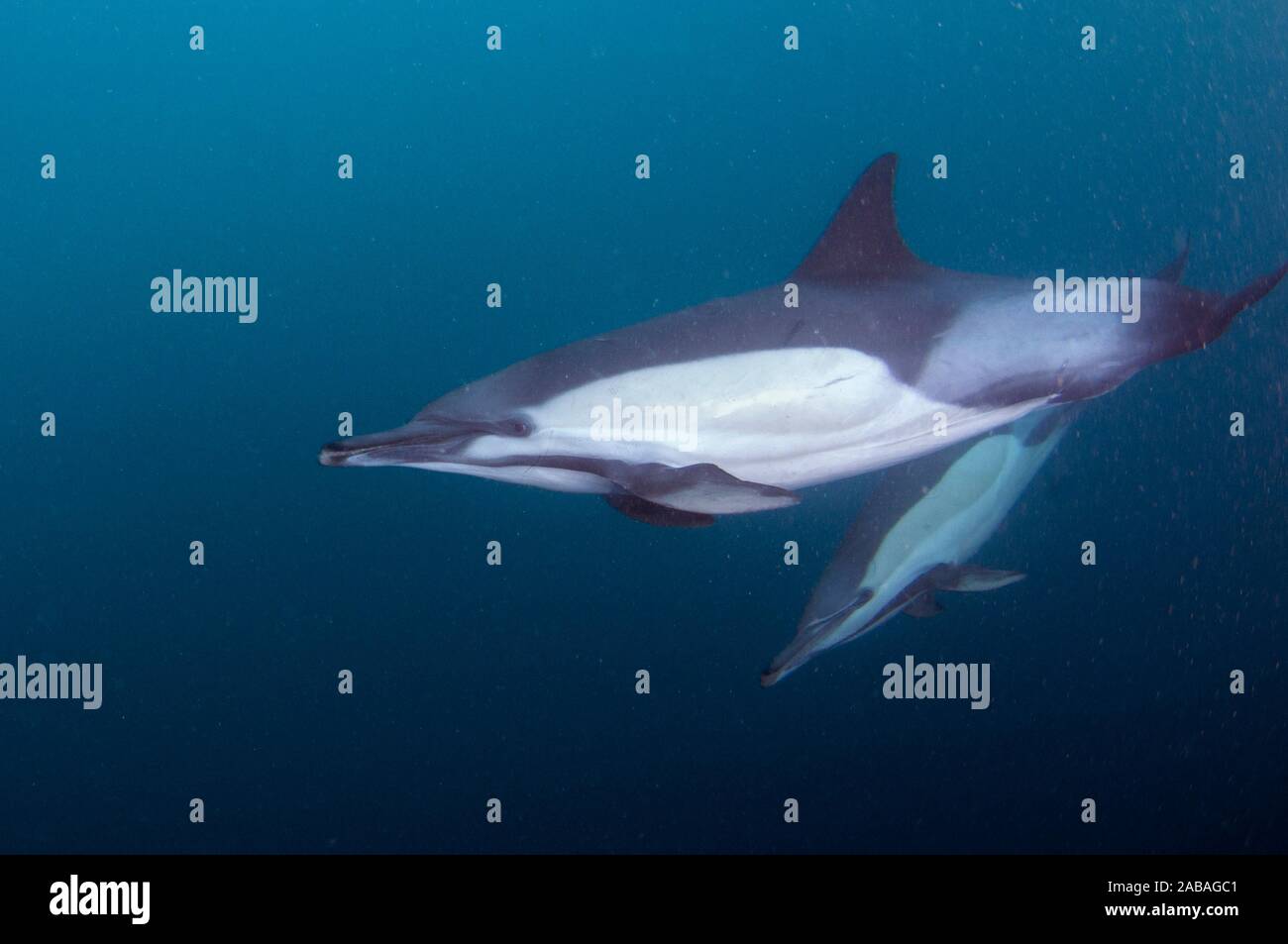 Dolphin family africa mammal south High Resolution Stock Photography ...