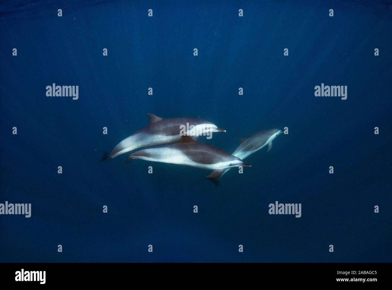 Delphinidae High Resolution Stock Photography and Images - Alamy