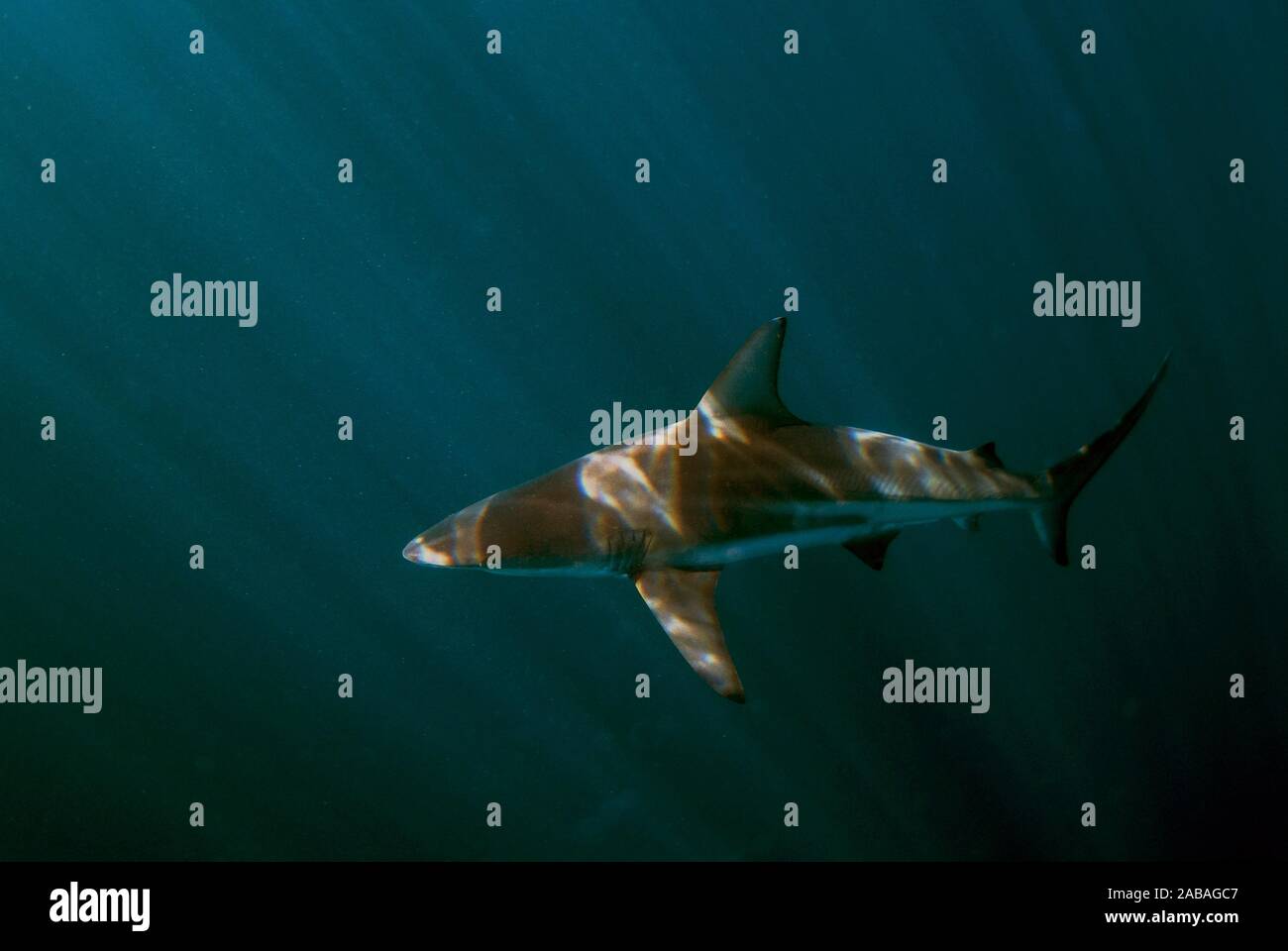 Carcharhinus brachyurus sardine hi-res stock photography and images - Alamy