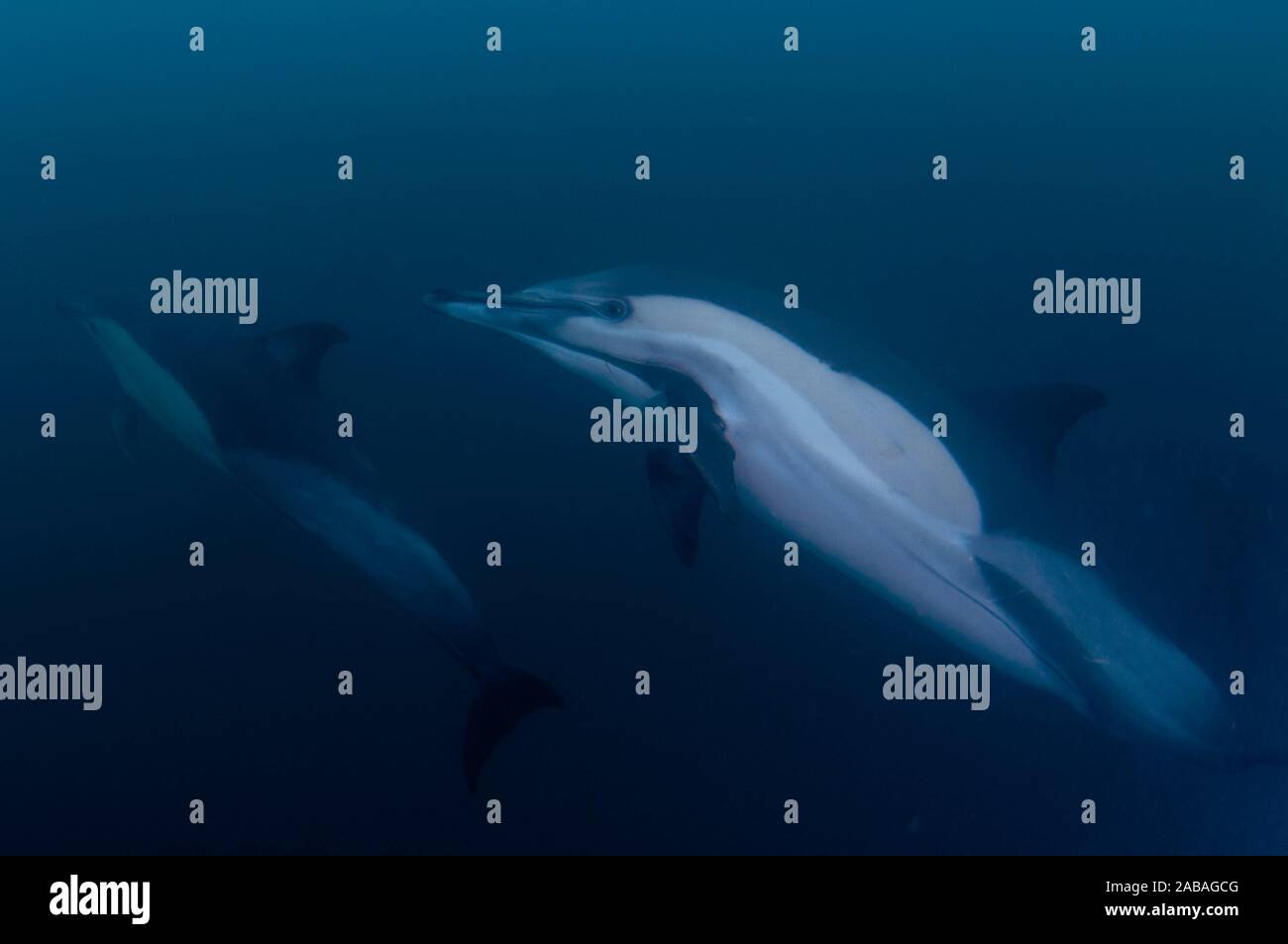 Delphinidae High Resolution Stock Photography and Images - Alamy