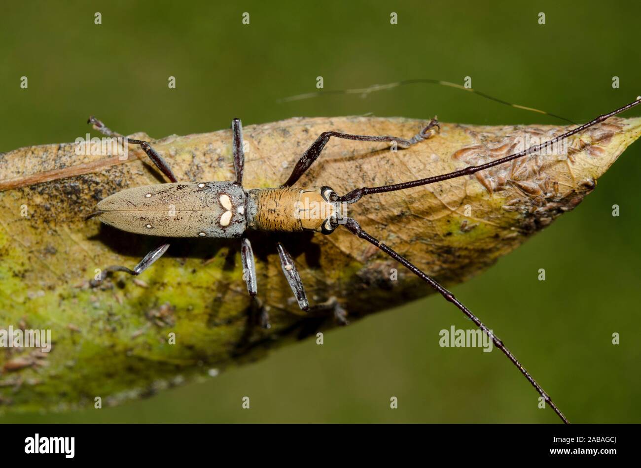 Coleoptera Cerambycidae High Resolution Stock Photography and Images ...