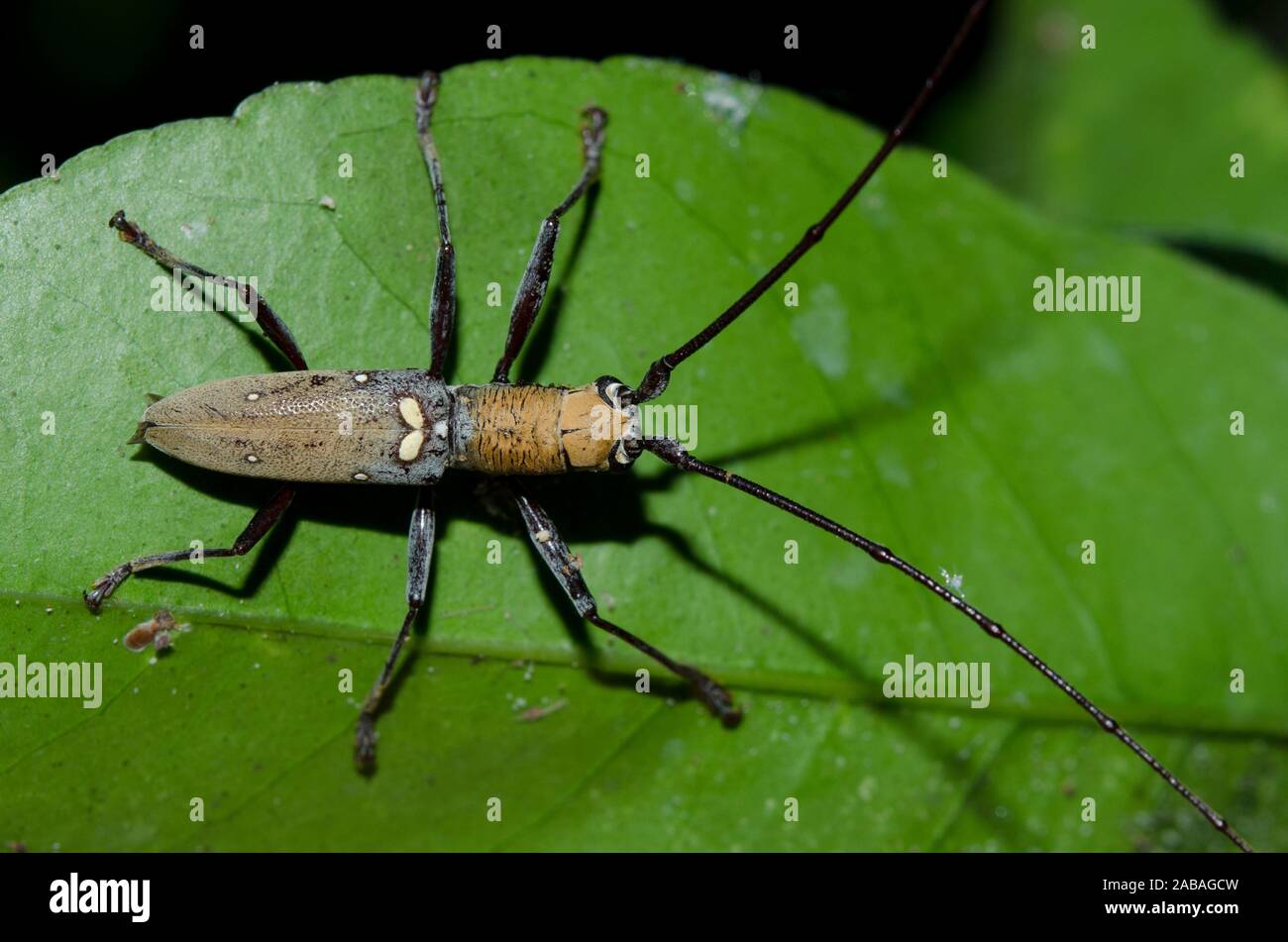 Coleoptera Cerambycidae High Resolution Stock Photography and Images ...