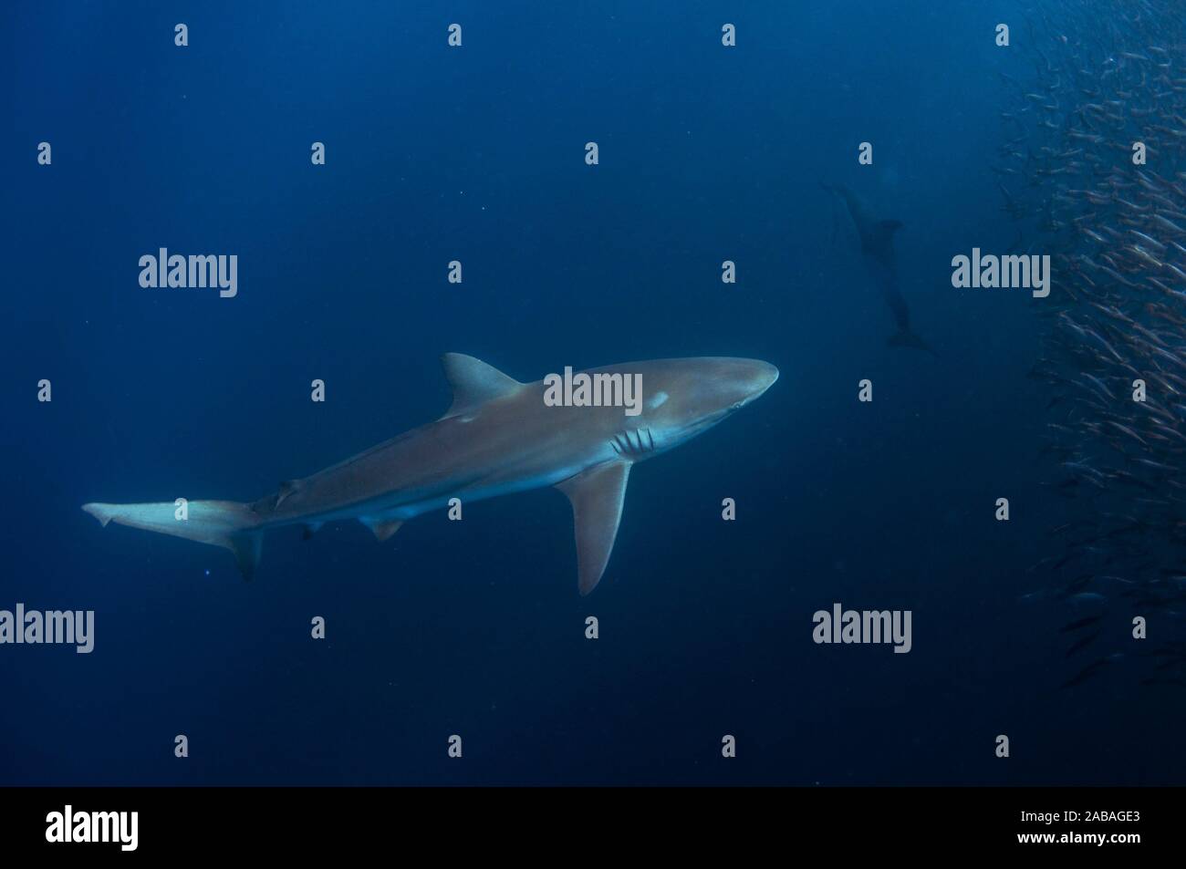 Carcharhinus brachyurus sardine hi-res stock photography and images - Alamy
