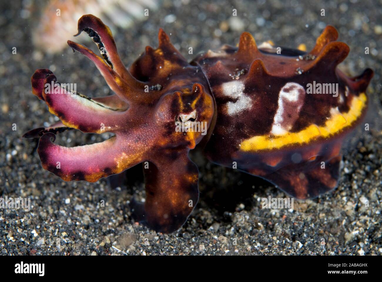 Flamboyant Cuttlefish Stock Photos & Flamboyant Cuttlefish Stock Images ...