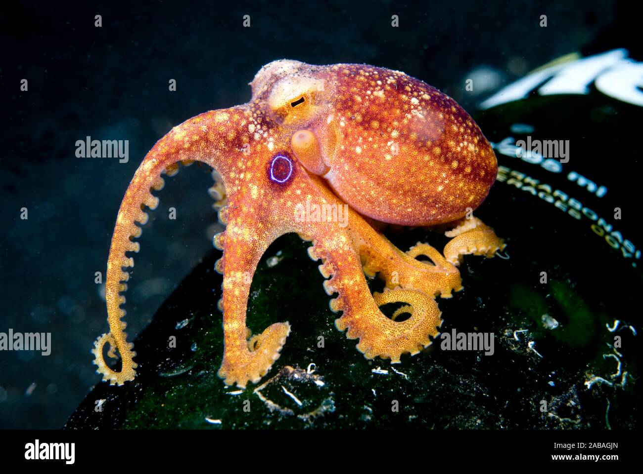 Amphioctopus mototi High Resolution Stock Photography and Images - Alamy