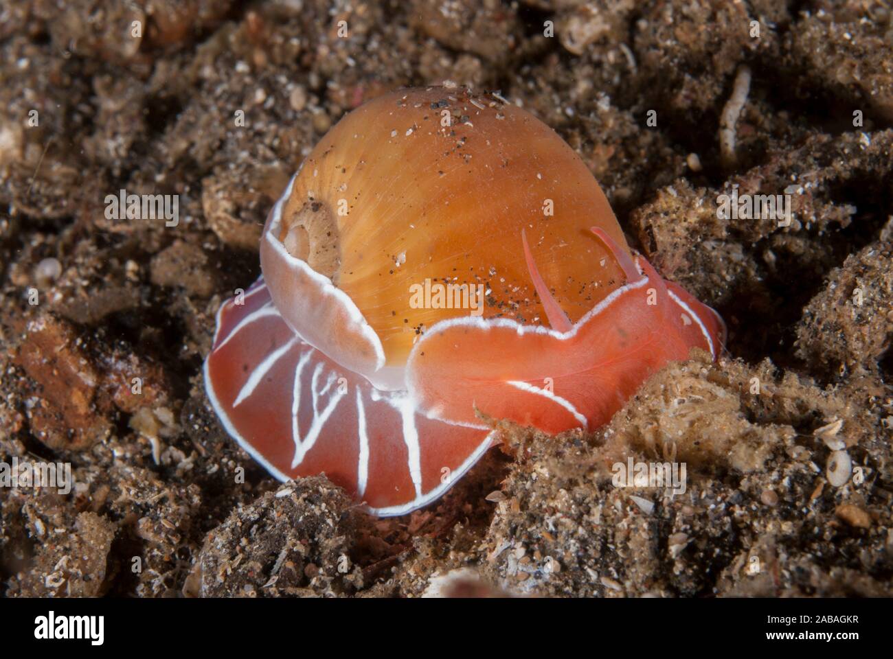 Snail Family High Resolution Stock Photography and Images - Alamy