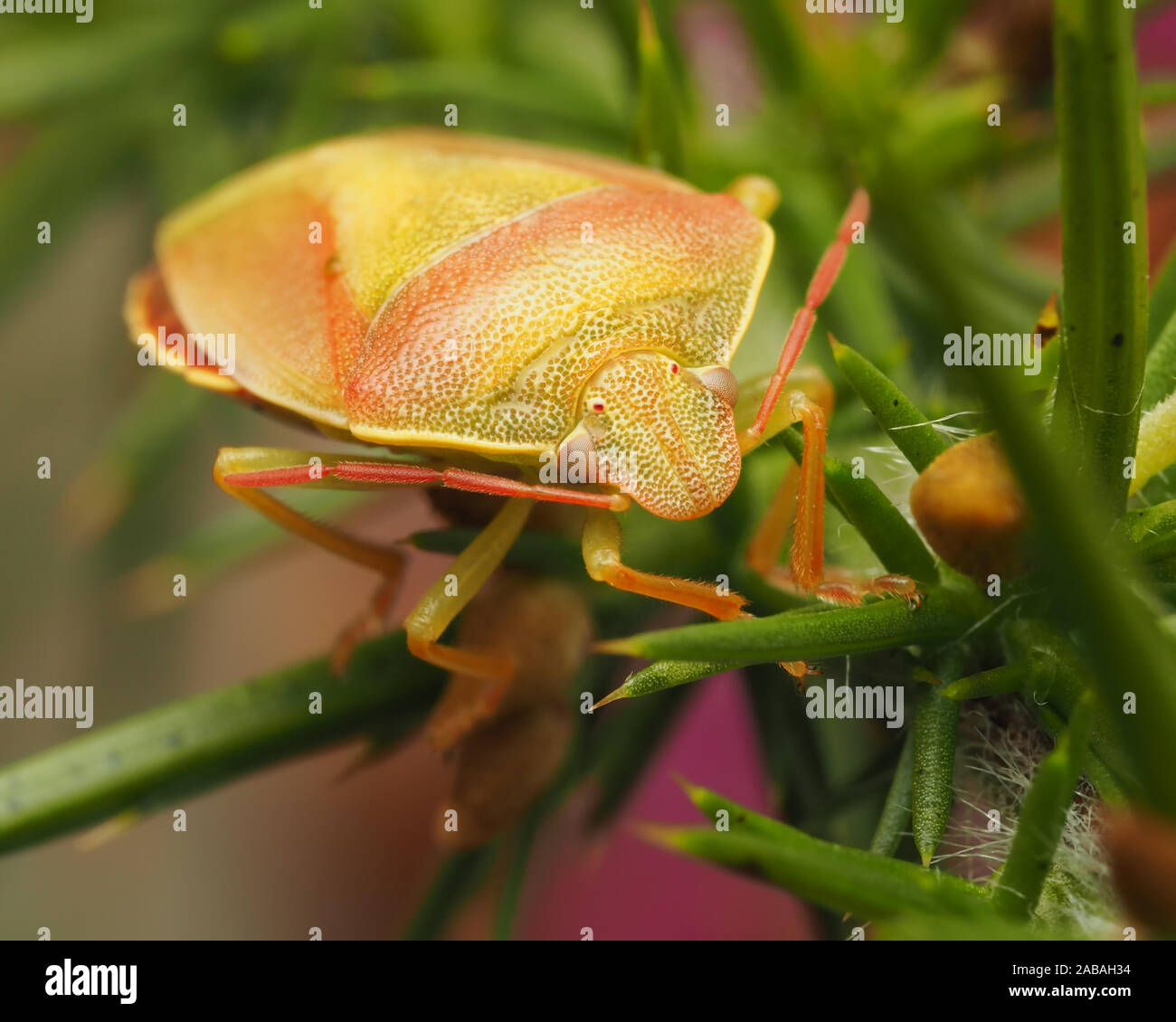 Freshly emerged gorse shieldbug hi-res stock photography and images - Alamy