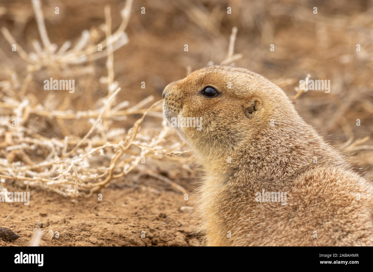 Cute Prairie Dog Stock Photo - Alamy