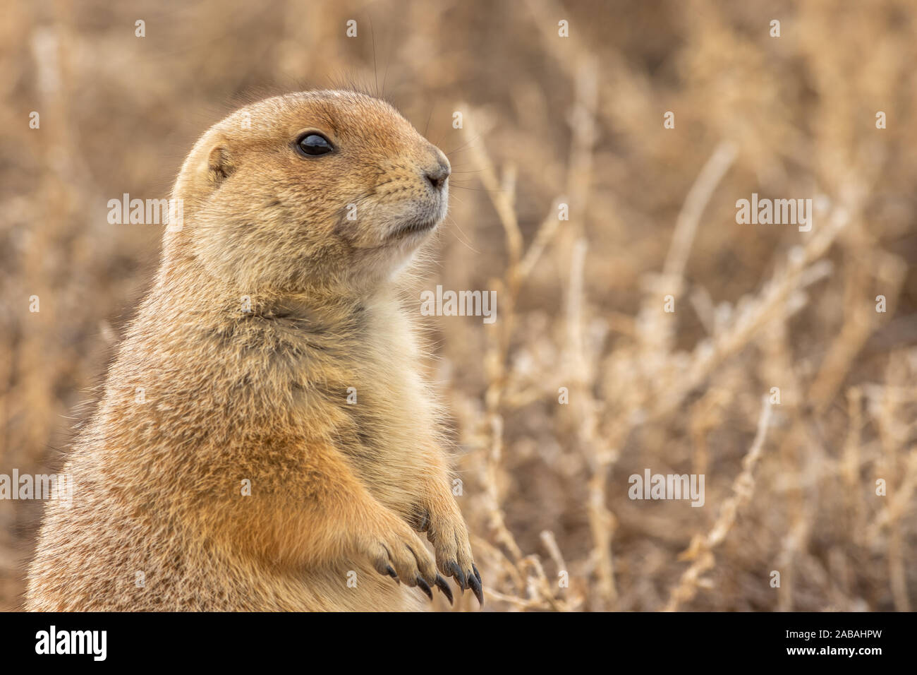Cute Prairie Dog Stock Photo - Alamy