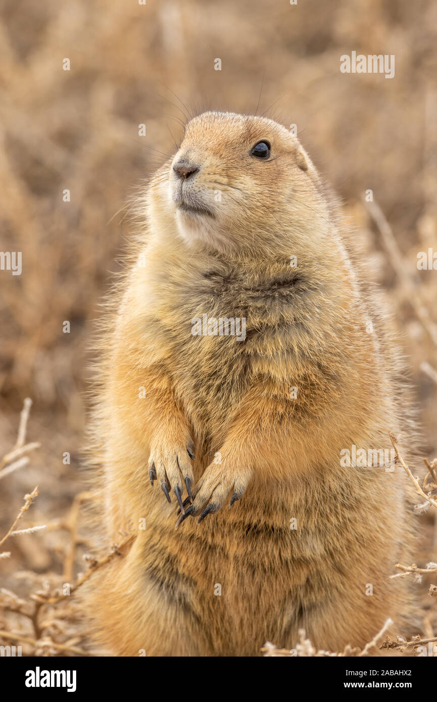 Cute Prairie Dog Stock Photo - Alamy