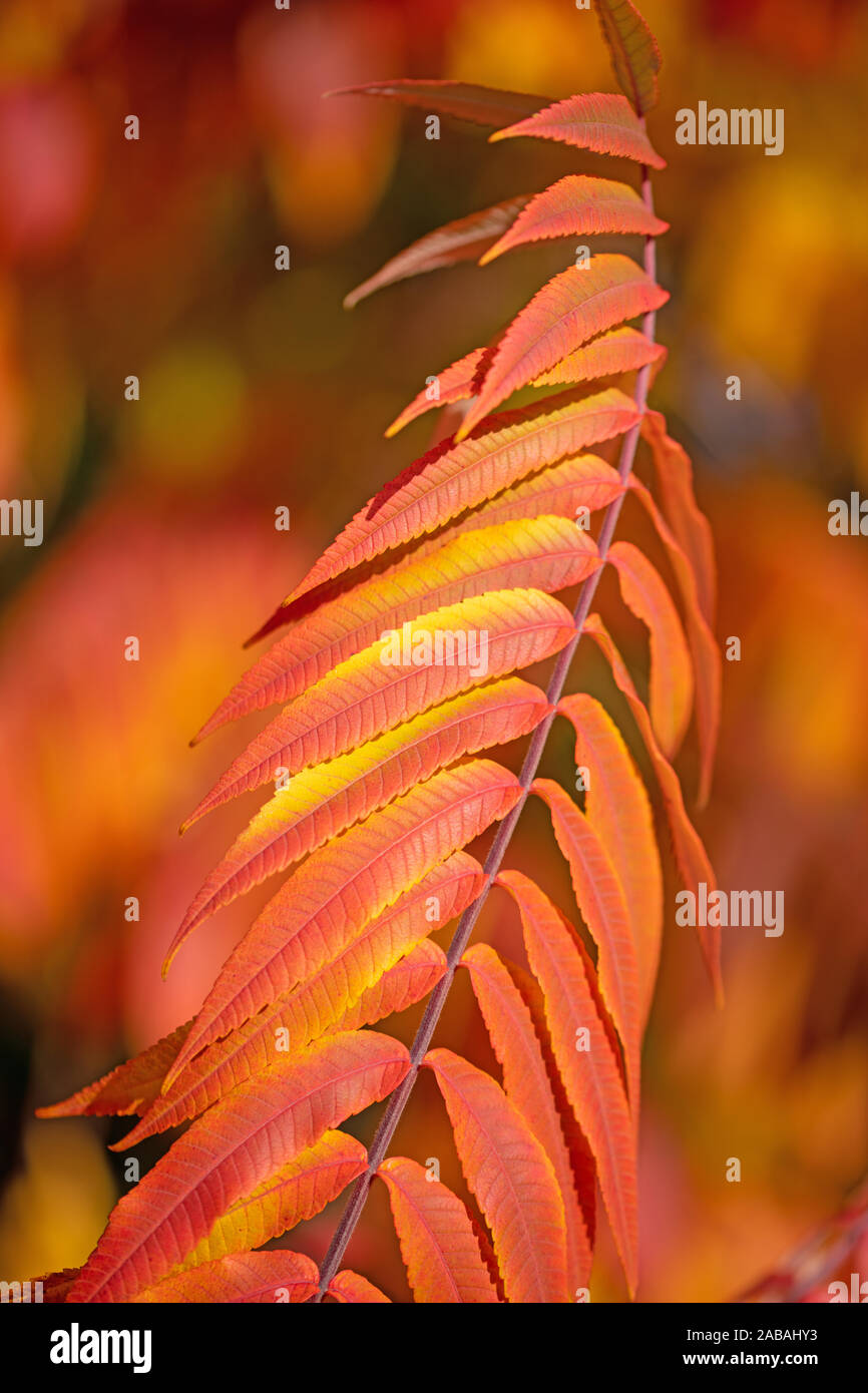 Colorful leaf from vinegar tree, rhus typhina, in autumn Stock Photo ...