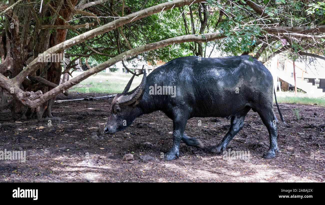 Komodo dragon water buffalo hi-res stock photography and images - Alamy