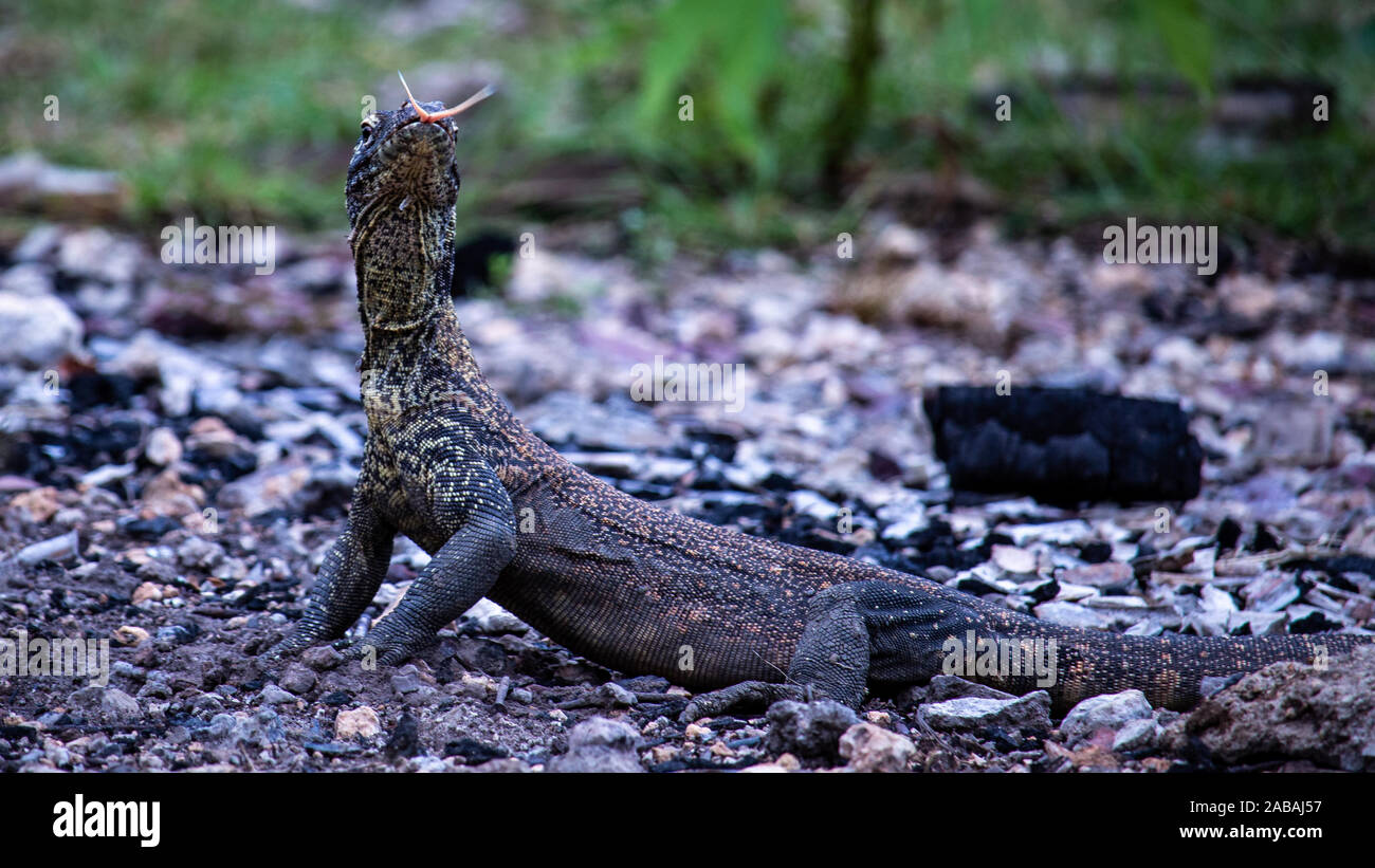 Komodo indonesia dragon hi-res stock photography and images - Alamy
