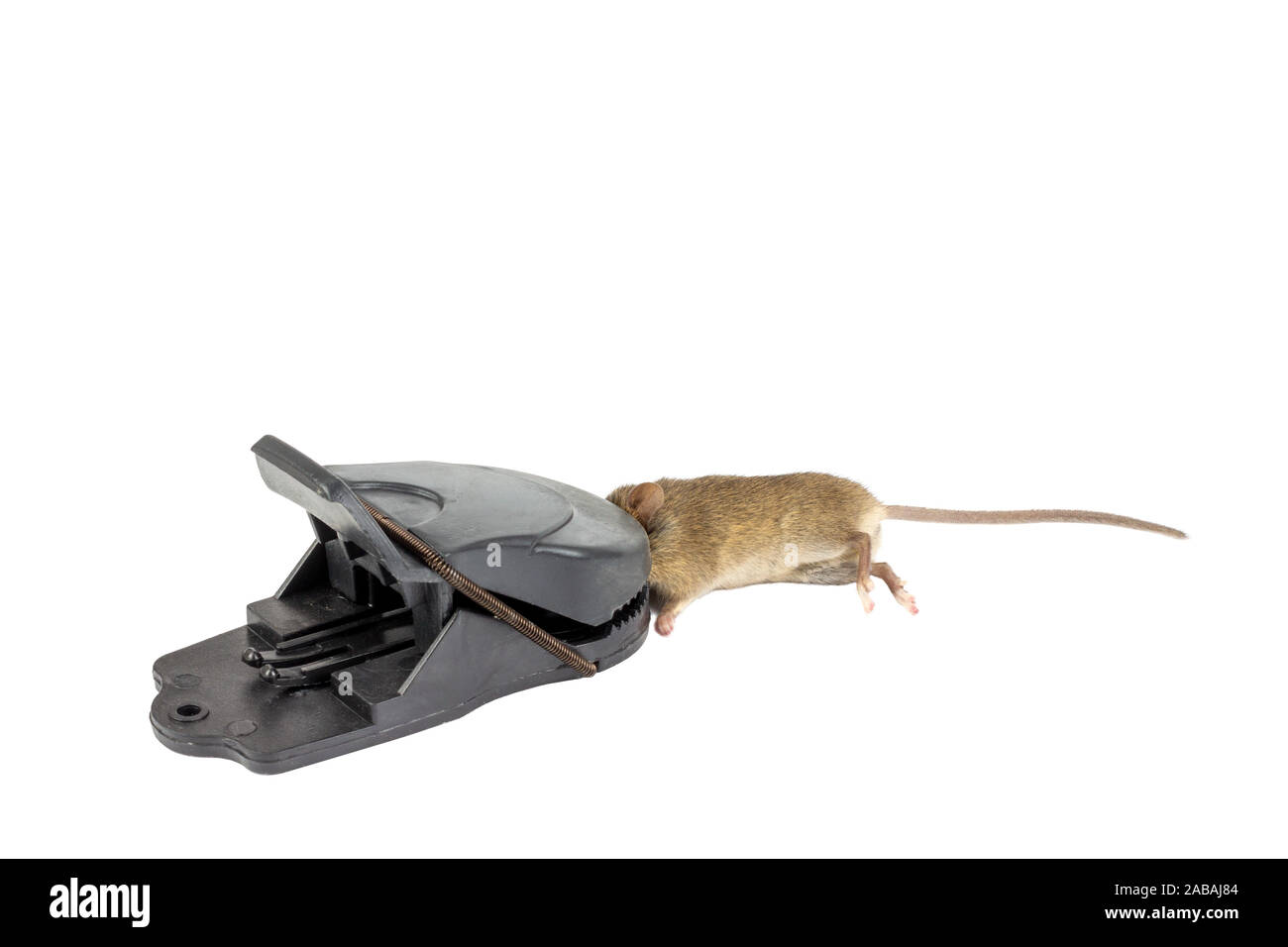 a dead mouse in a mousetrap isolated on a white background with a copy ...