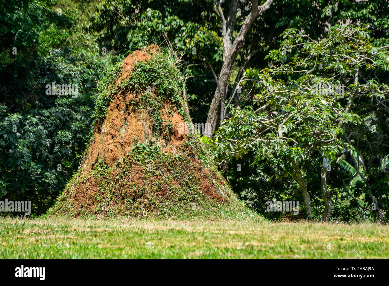 Termite mound with vegetation growing in Entebbe, Uganda Stock Photo ...