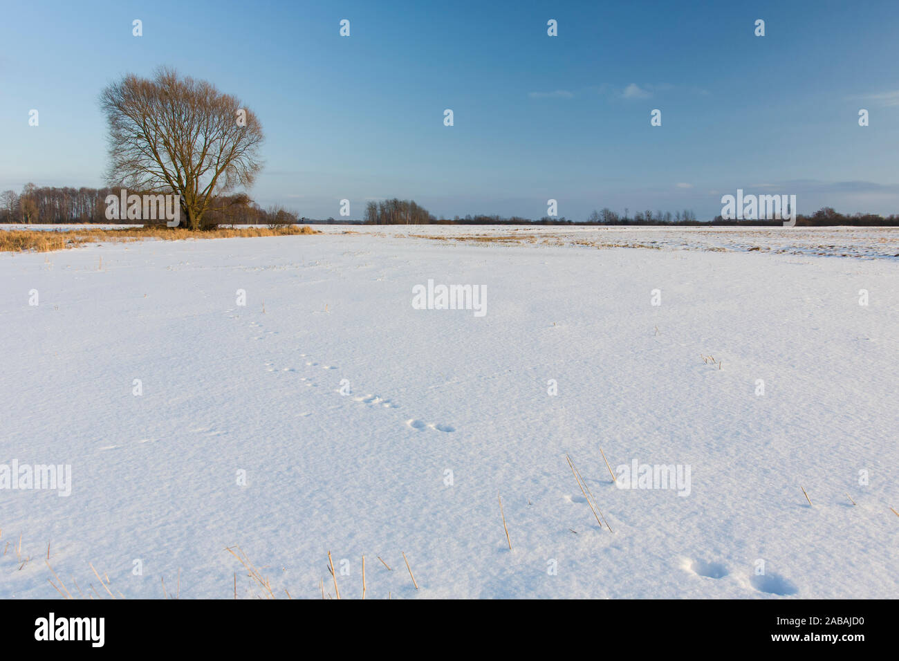 Large tree in snow meadow, winter view Stock Photo - Alamy