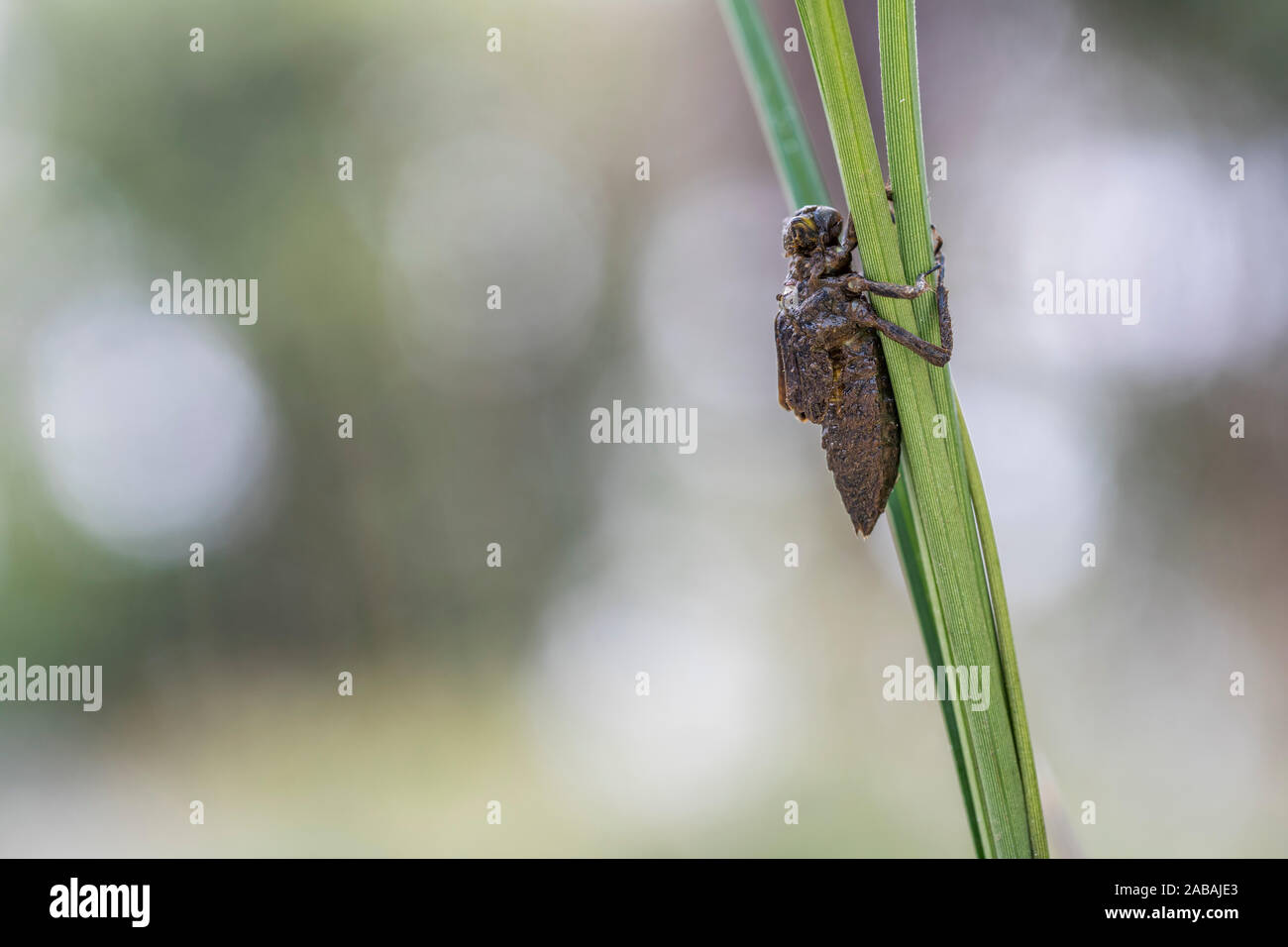 Broad Bodied Chaser; Libellula depressa; Larva Starting Emergence; UK ...
