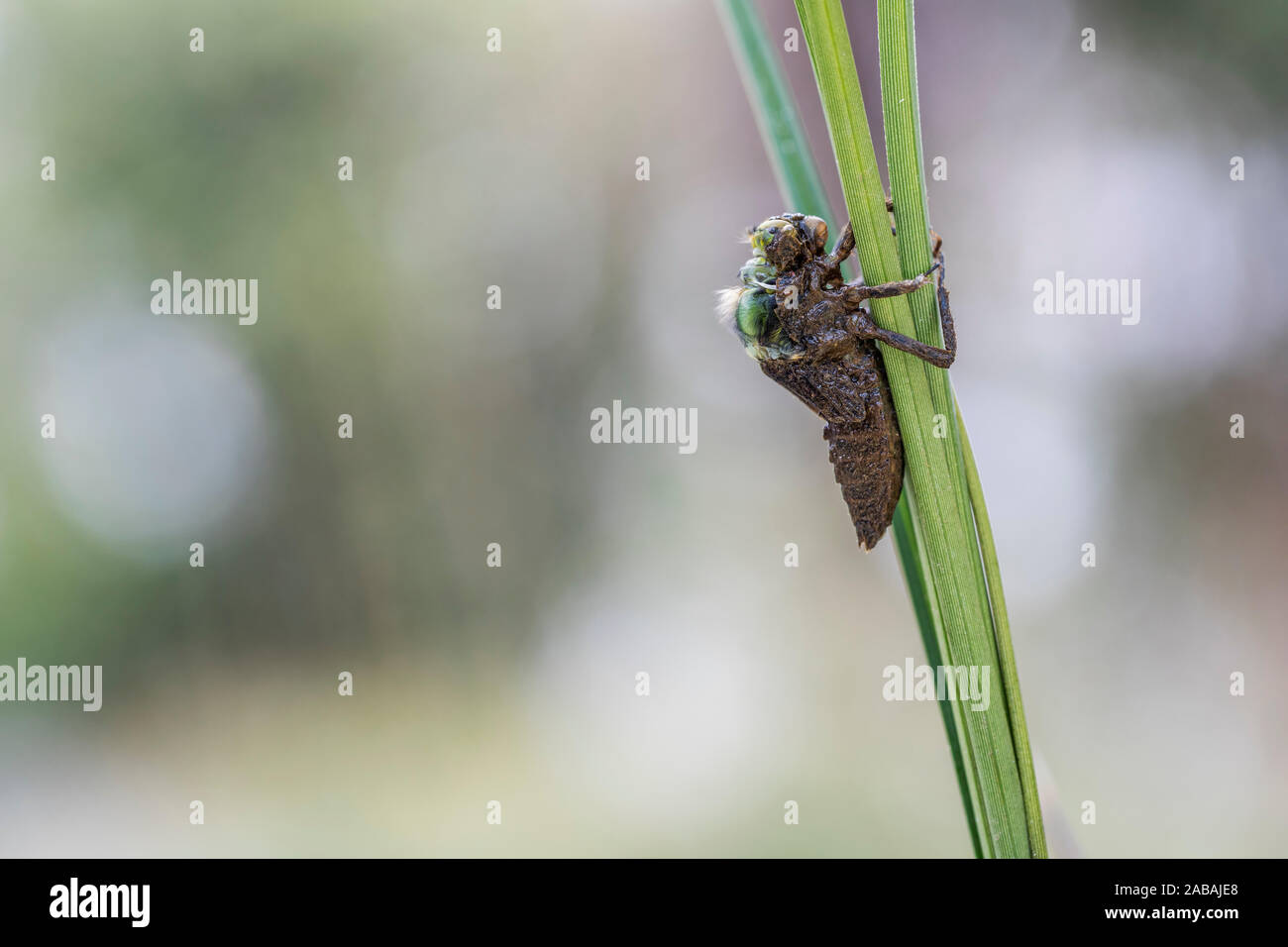 Libellula depressa larva hi-res stock photography and images - Alamy