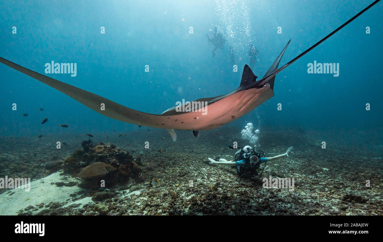 Manta ray approaching happy female diver in Komodo National Park ...