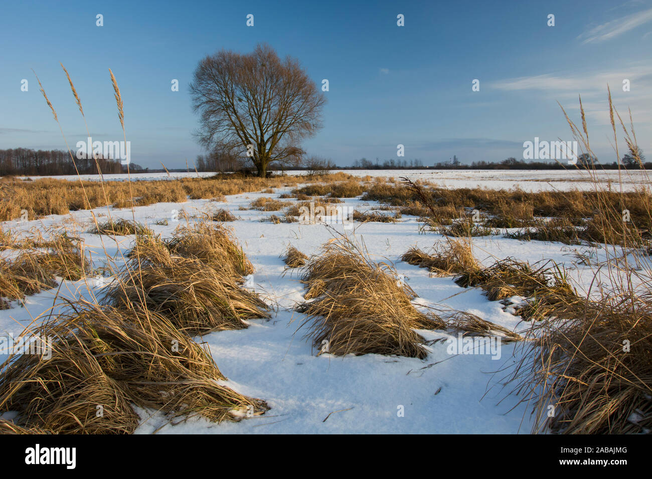 Dry tree snow covered tree hi-res stock photography and images - Alamy