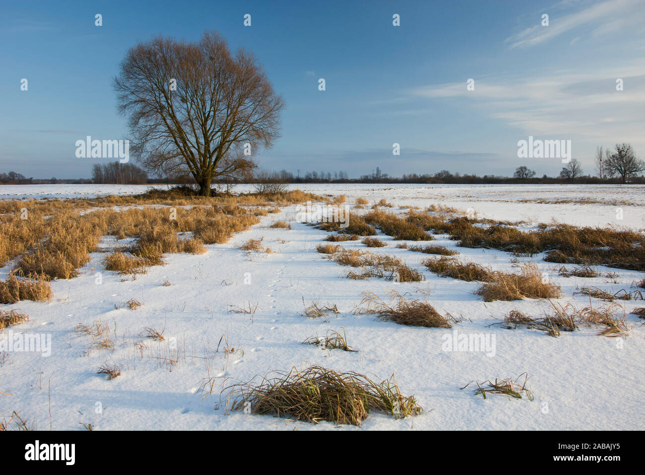Large tree in snow meadow and dry grass Stock Photo - Alamy