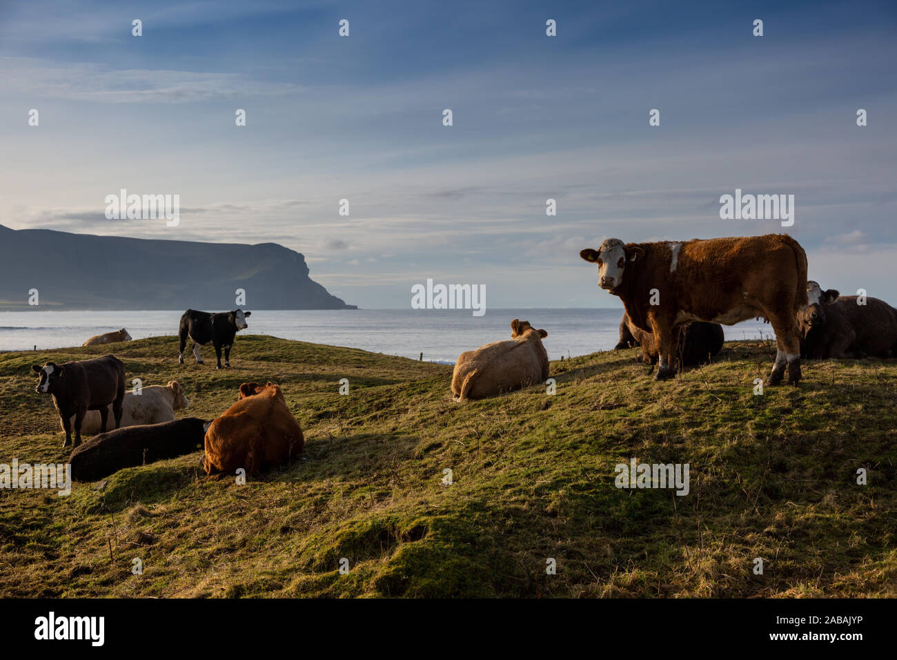 Orkney cattle hi-res stock photography and images - Alamy