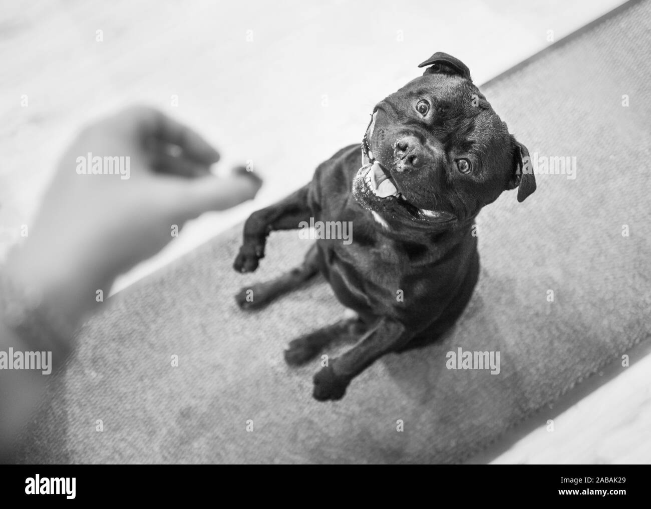 Staffordshire Bull Terrier dog begging sitting on his back legs with ...