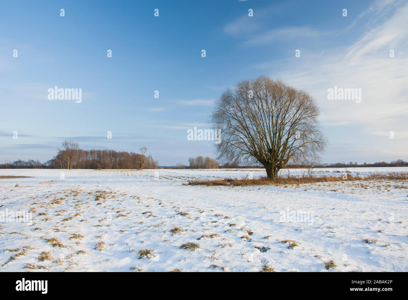 Large tree in snow meadow Stock Photo - Alamy
