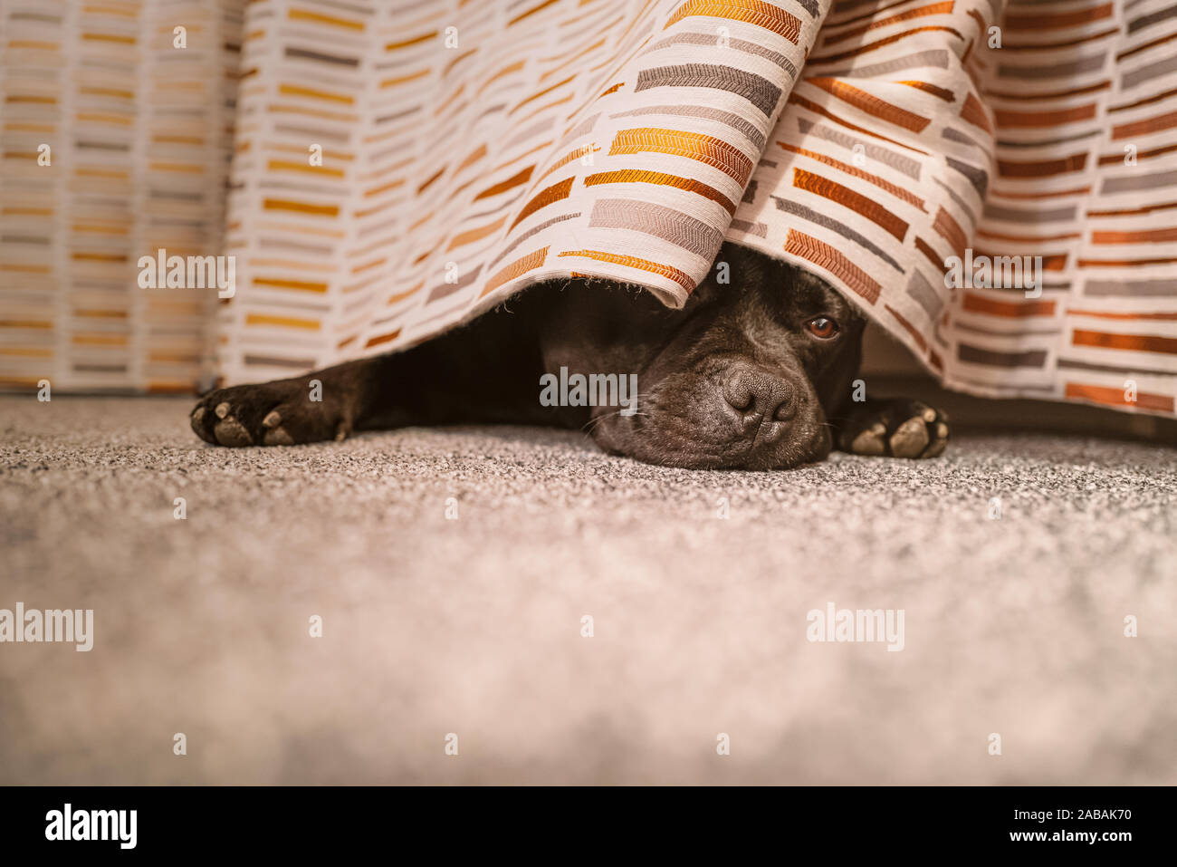 Staffordshire Bull terrier dog hiding under a curtain on a beige carpet ...
