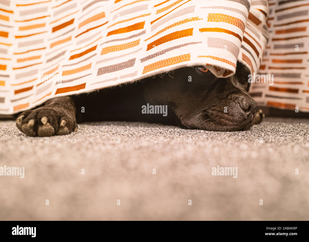 Staffordshire Bull terrier dog hiding under a curtain on a beige carpet ...