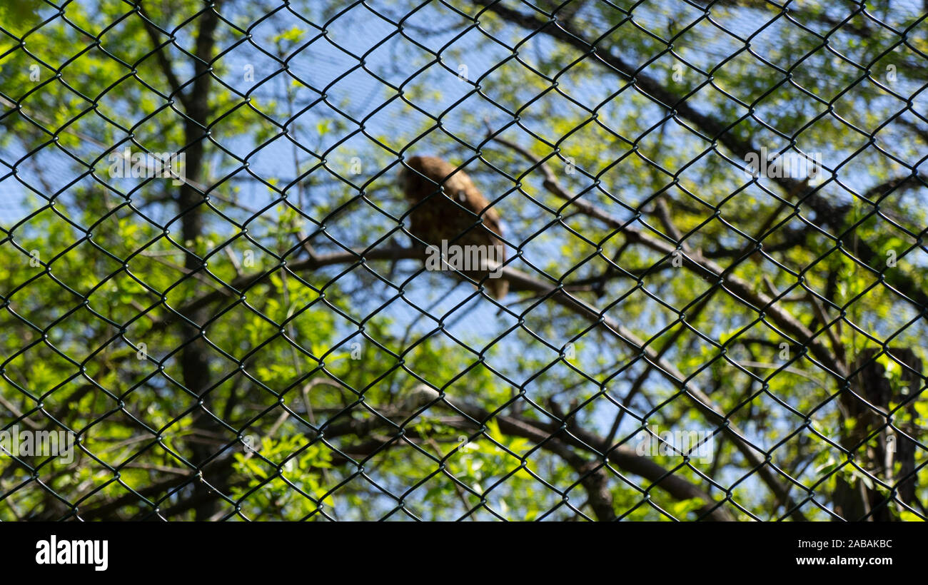 Captive captivity fauna hi-res stock photography and images - Alamy