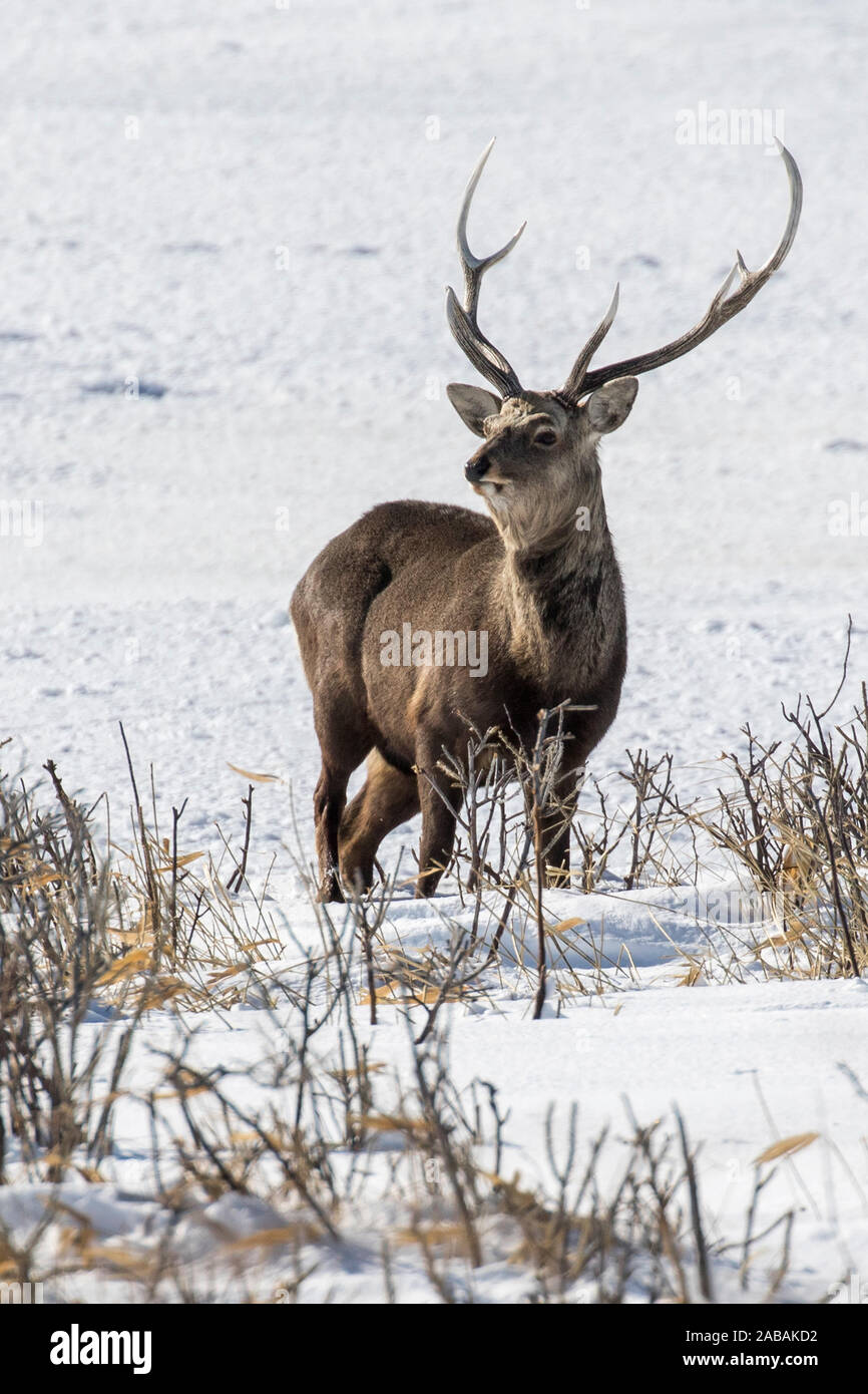 Sikahirsch (Cervus nippon Stock Photo - Alamy