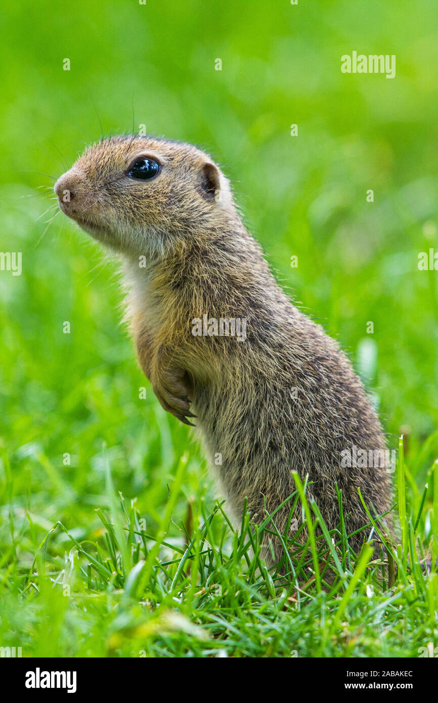 Ziesel (Citellus citellus Stock Photo - Alamy