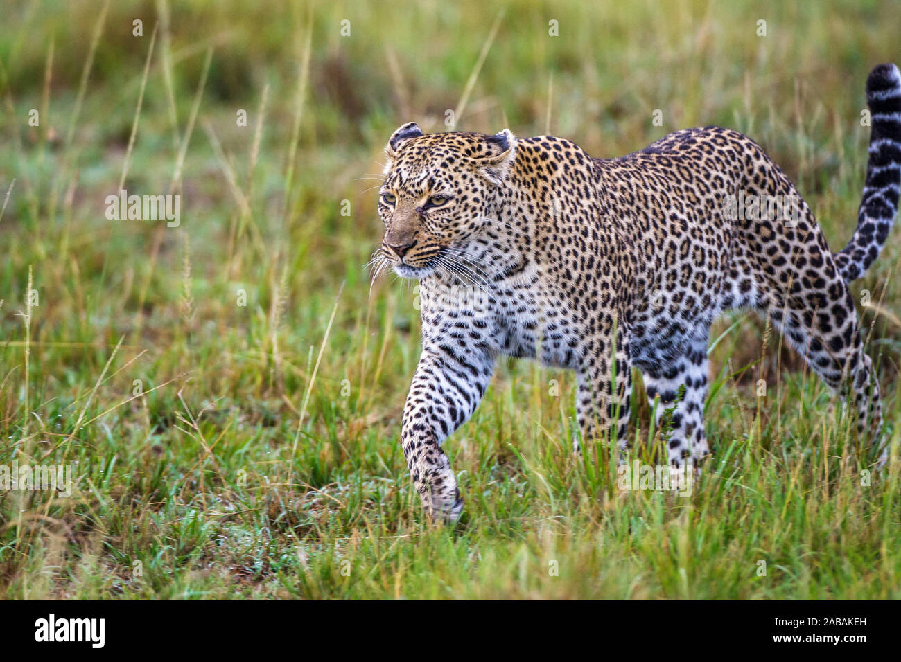 Leopard (Panthera pardus Stock Photo - Alamy
